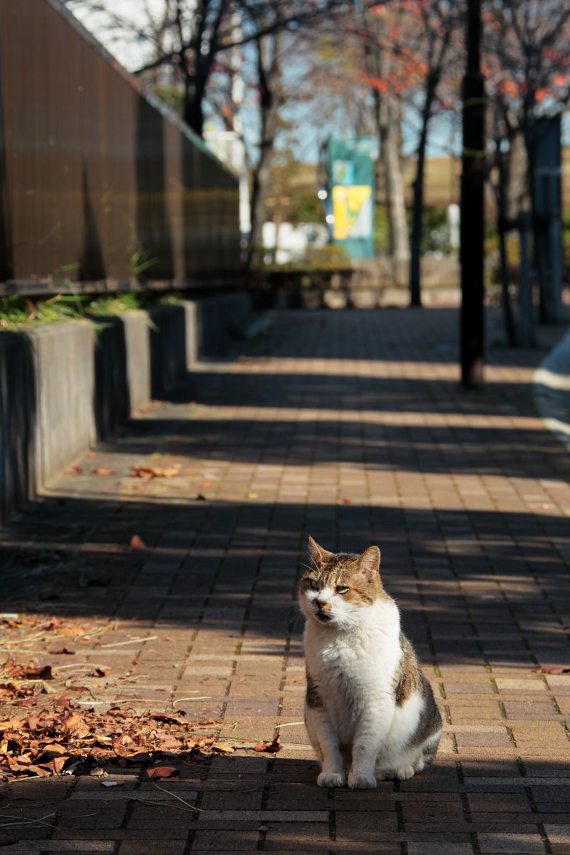 待ち人来たらず | GANREF