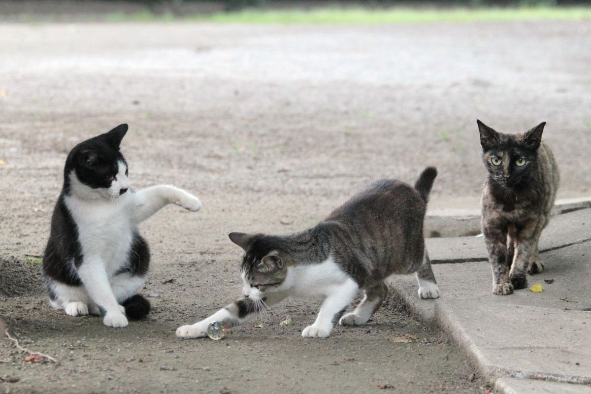 三者三様 | GANREF