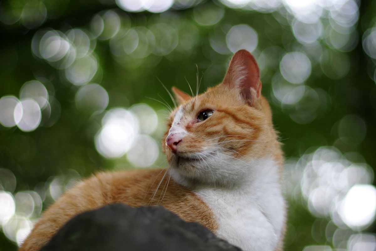 木漏れ日の下 | GANREF