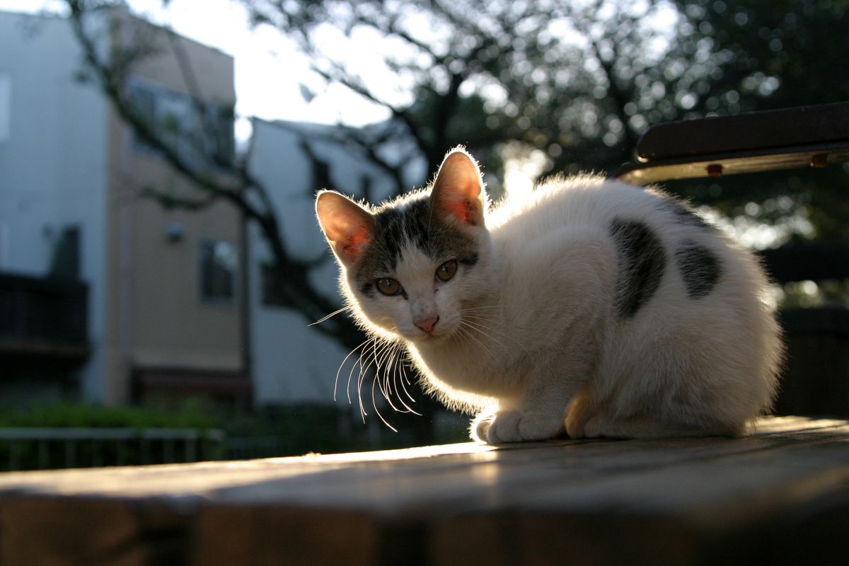 朝日の中で | GANREF