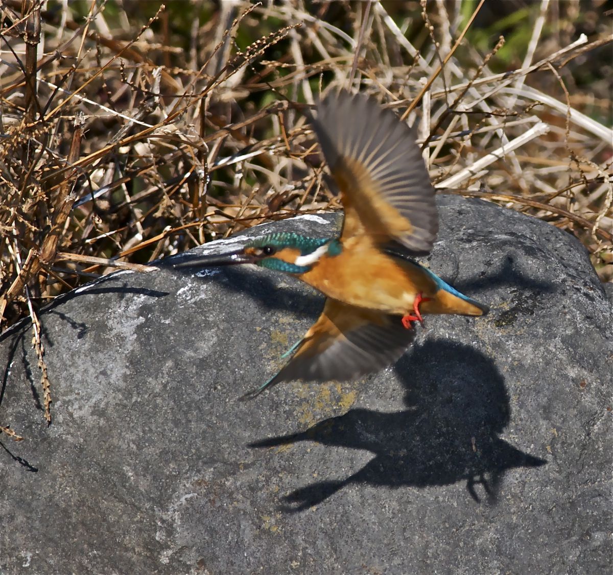 カワセミ影絵 | GANREF