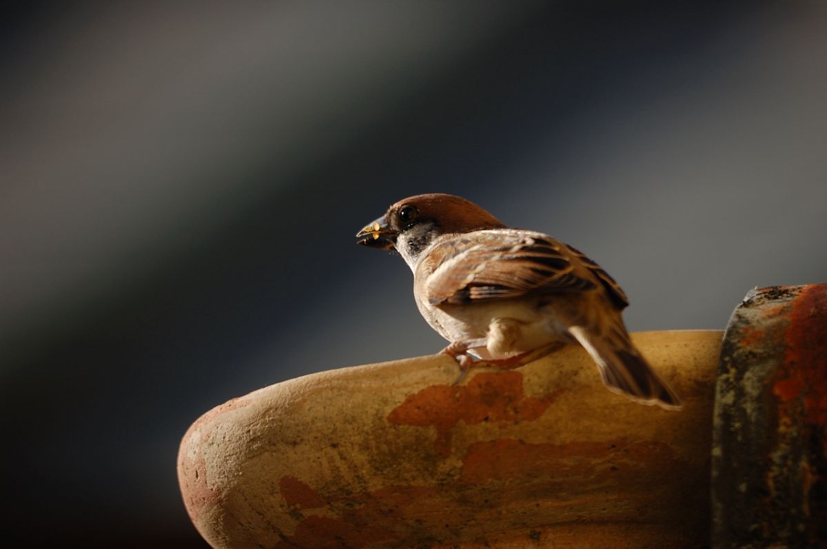 若いスズメ | GANREF