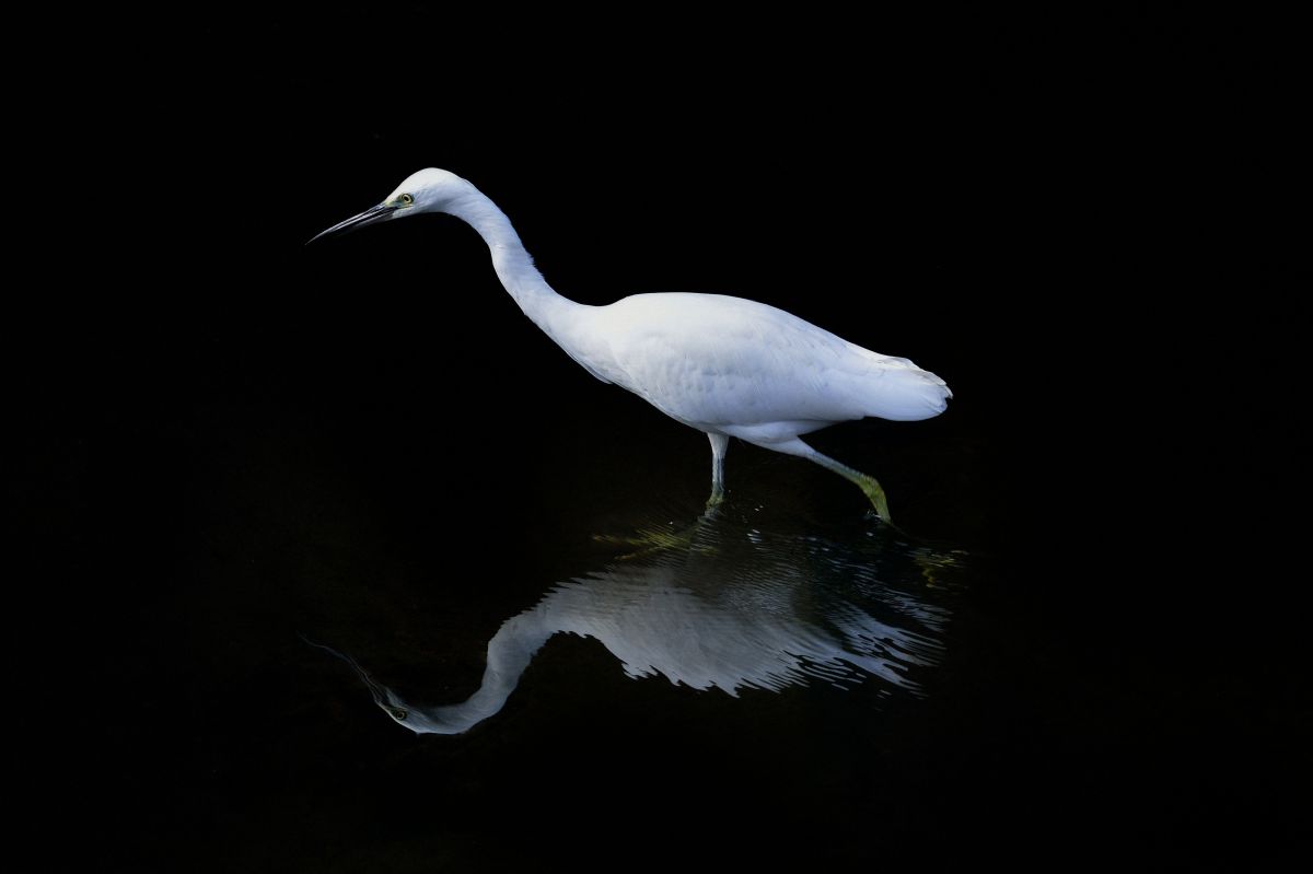 Step forward | GANREF