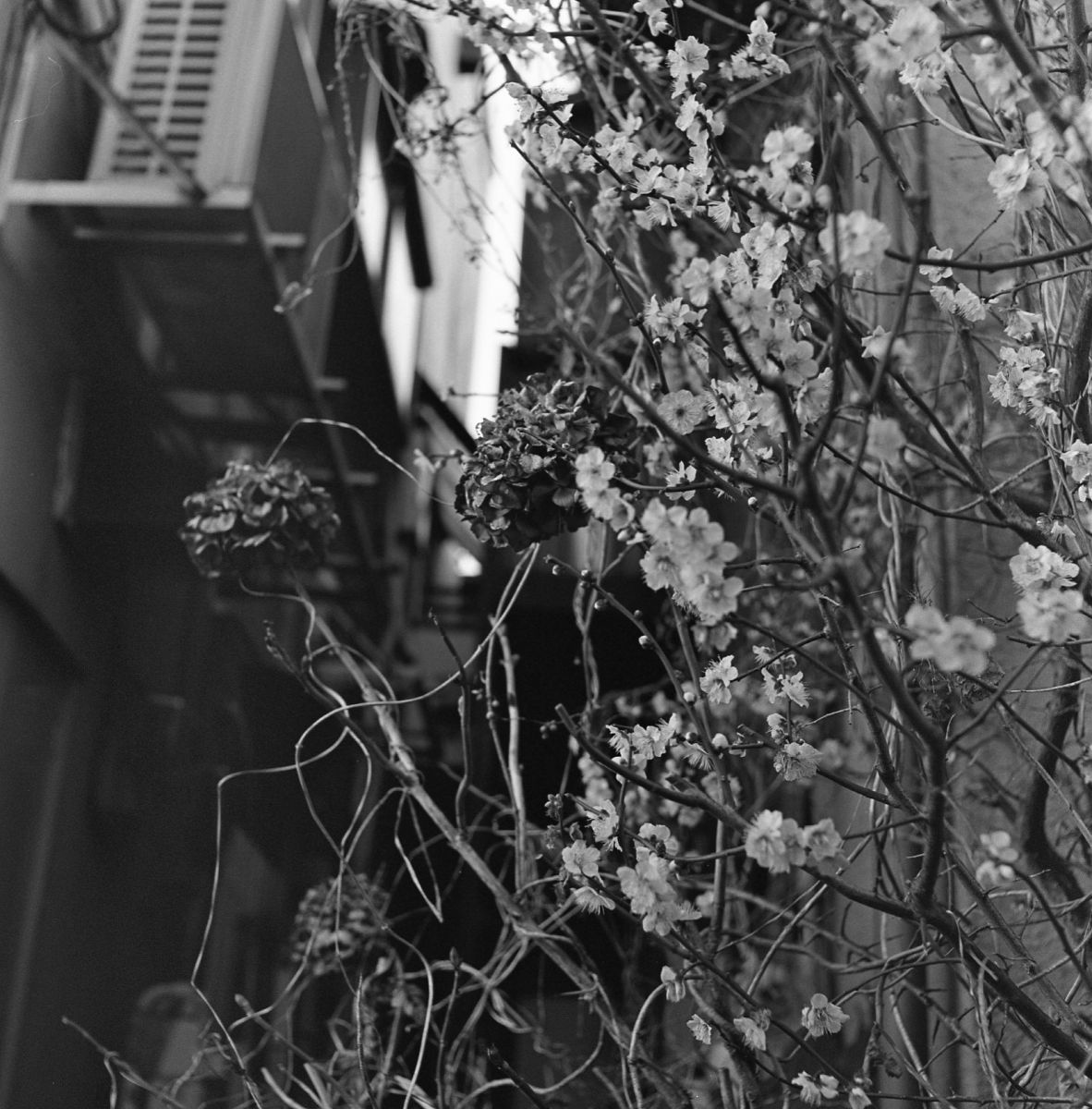 Spring has come | GANREF