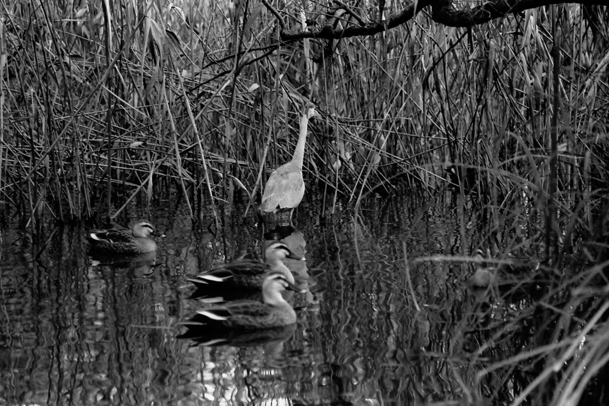 Heron and duck | GANREF