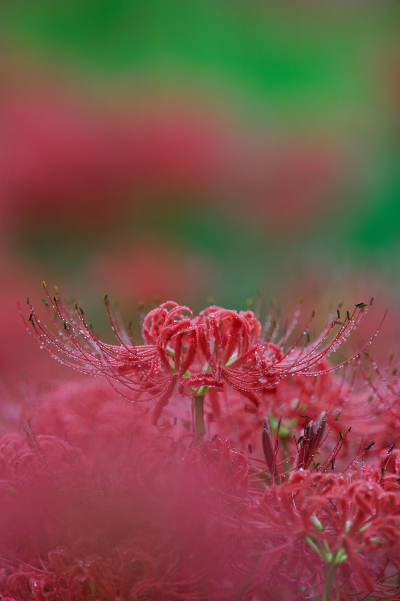 _DSC4960.jpg | GANREF