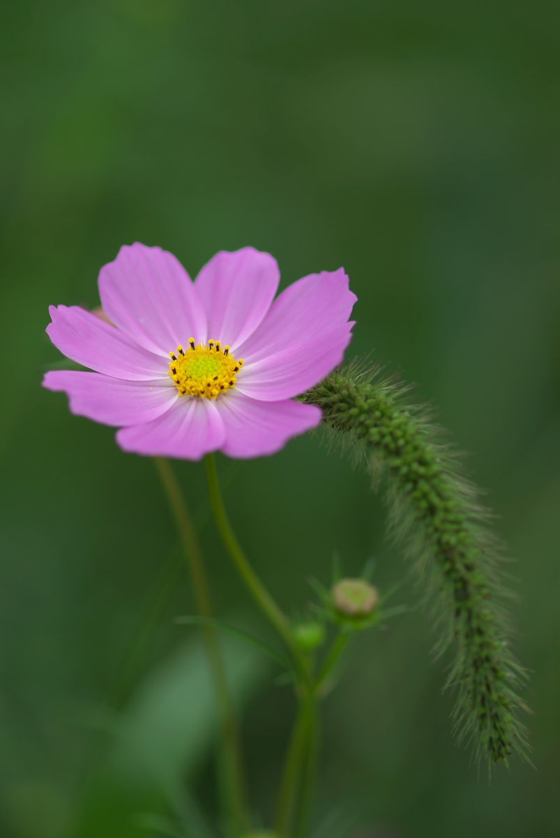 DSCF2456.jpg | GANREF