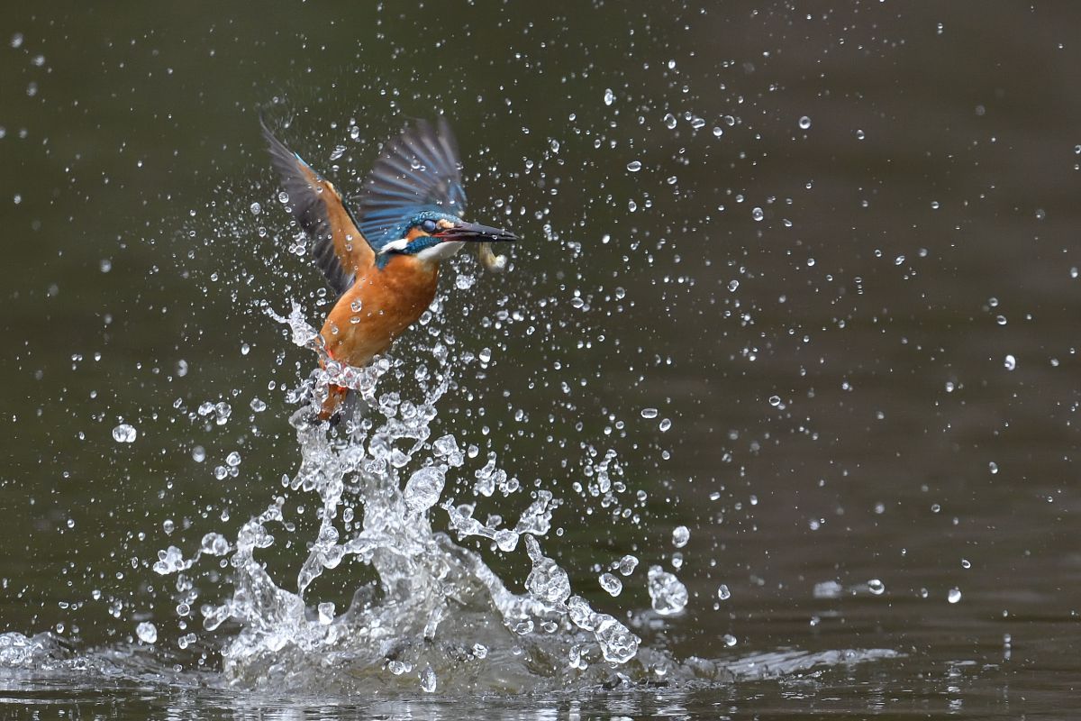 飛び上がるカワセミ | GANREF