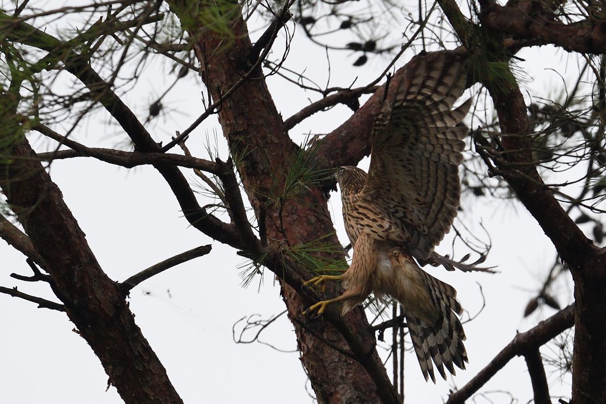 オオタカの威厳？ | GANREF