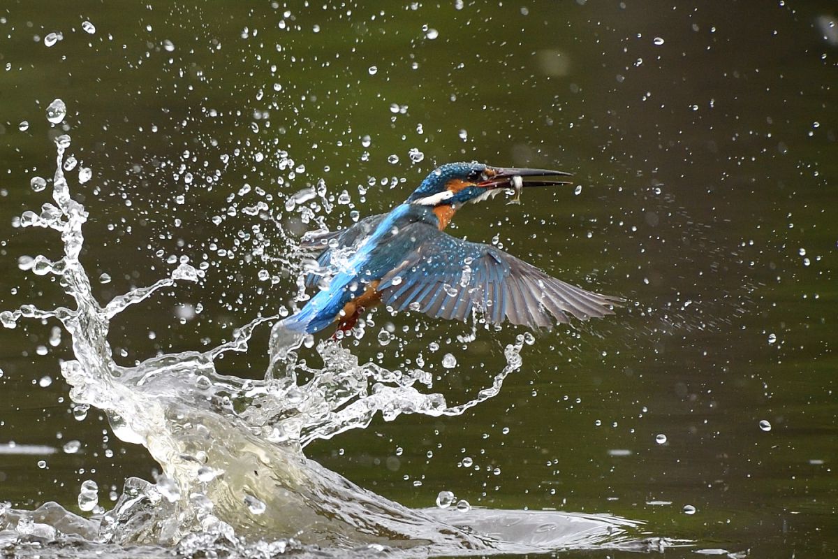 カワセミさんのGW | GANREF