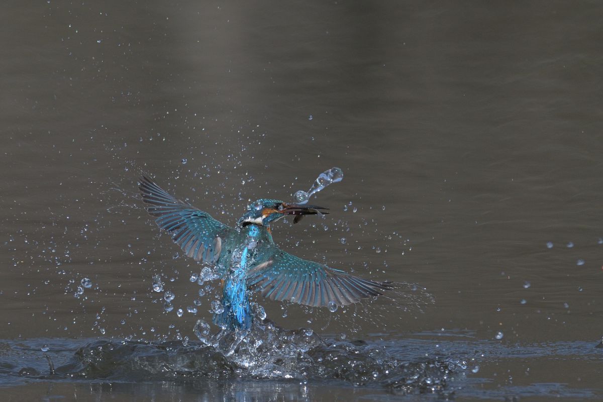 春カワ高活性！ | GANREF