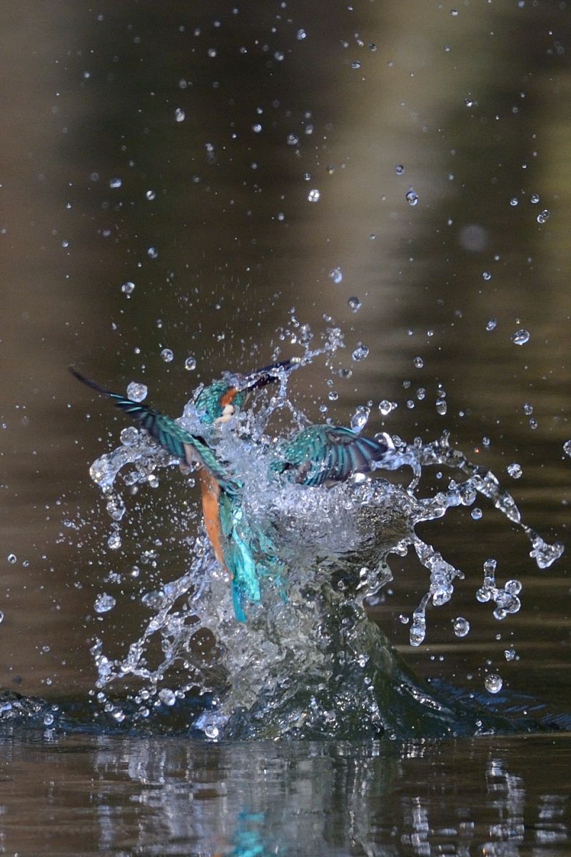 ベールを纏って | GANREF