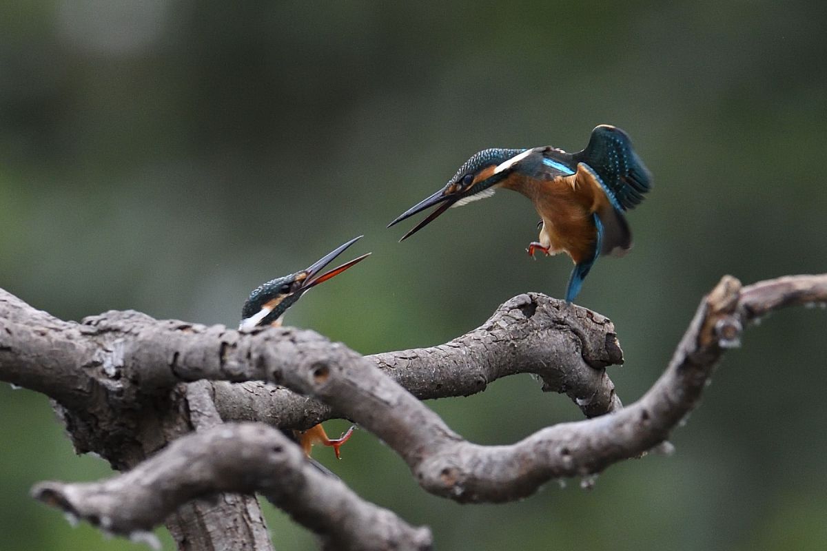 兄妹喧嘩 | GANREF