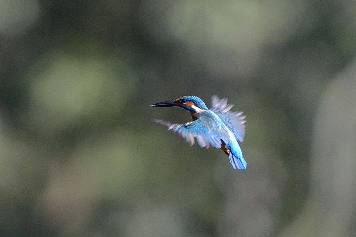 秋晴れのホバリング | GANREF