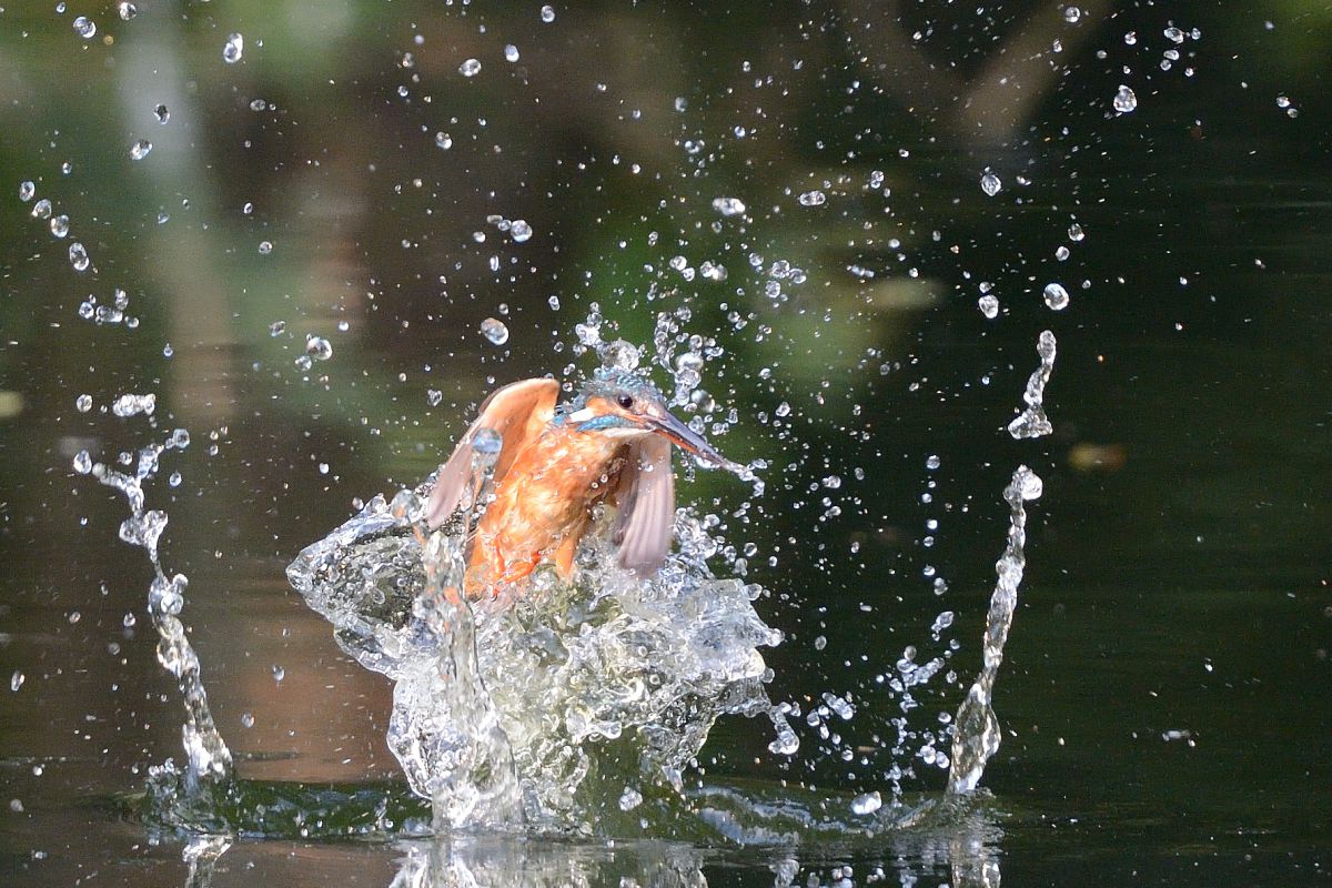 夕陽に照らされて | GANREF