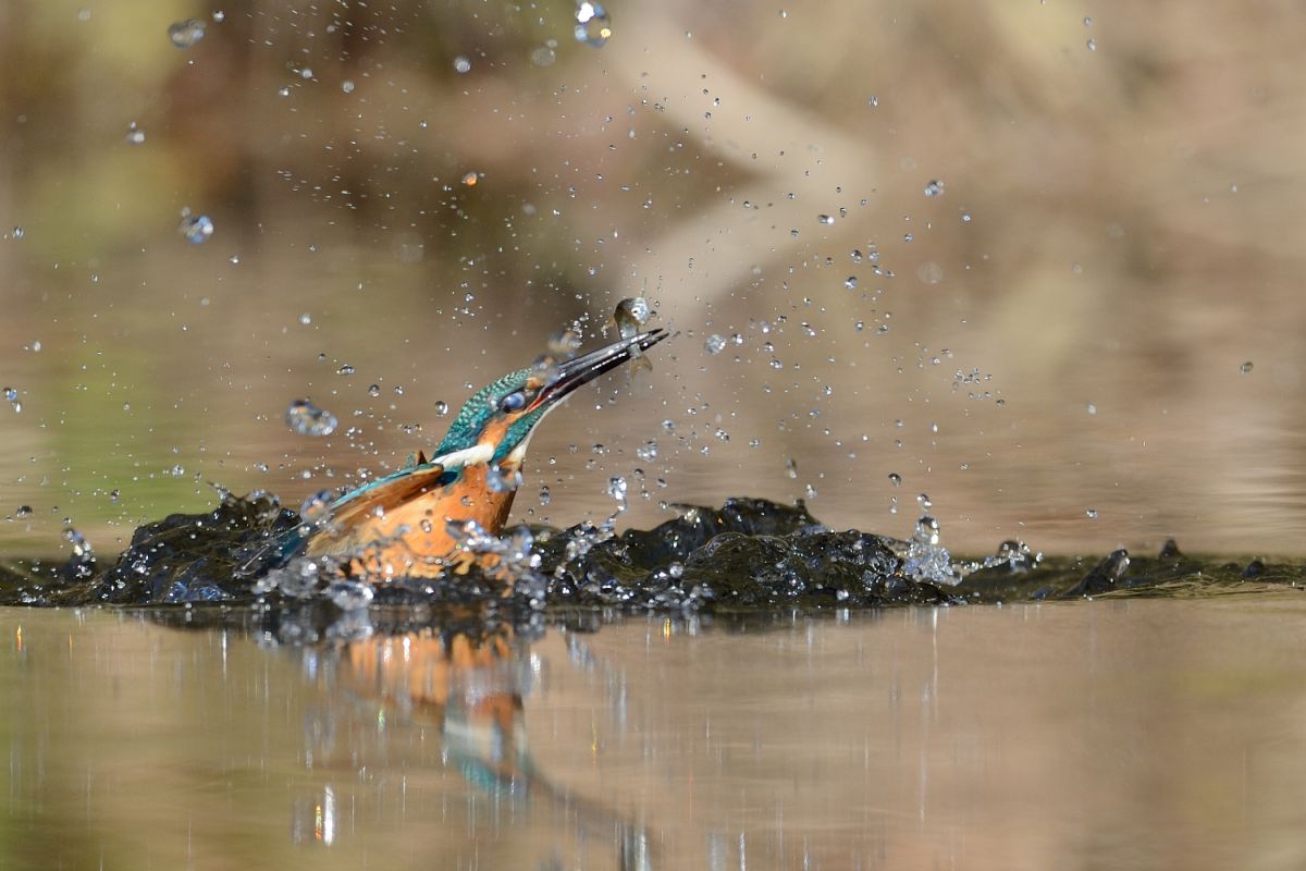 2015年撮り納め_その1 | GANREF