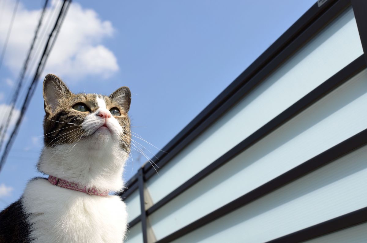 見上げてごらん | GANREF