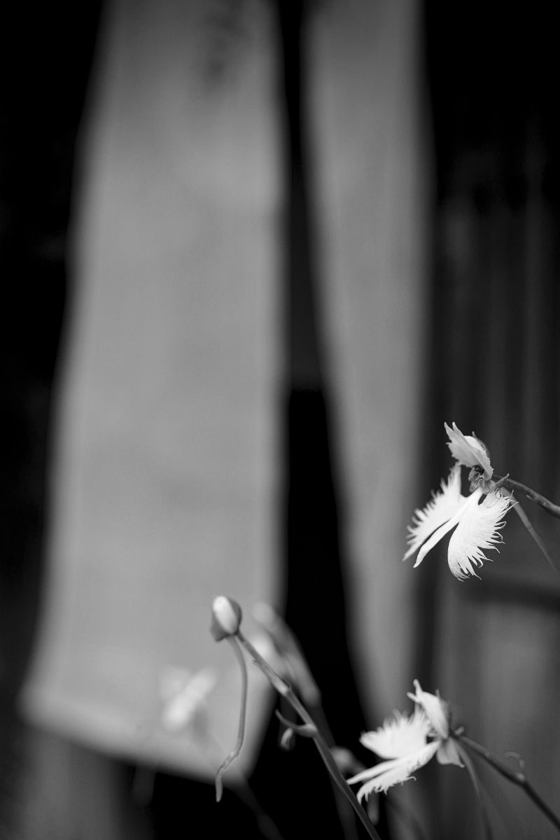 宿場BW＃2 | GANREF