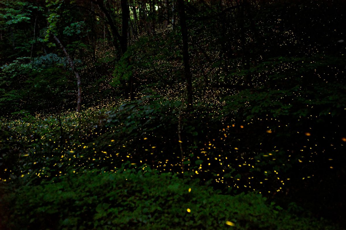 初めてのヒメボタル | GANREF