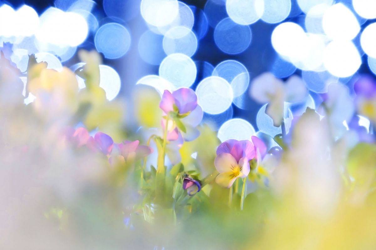 Flower Fantasy | GANREF