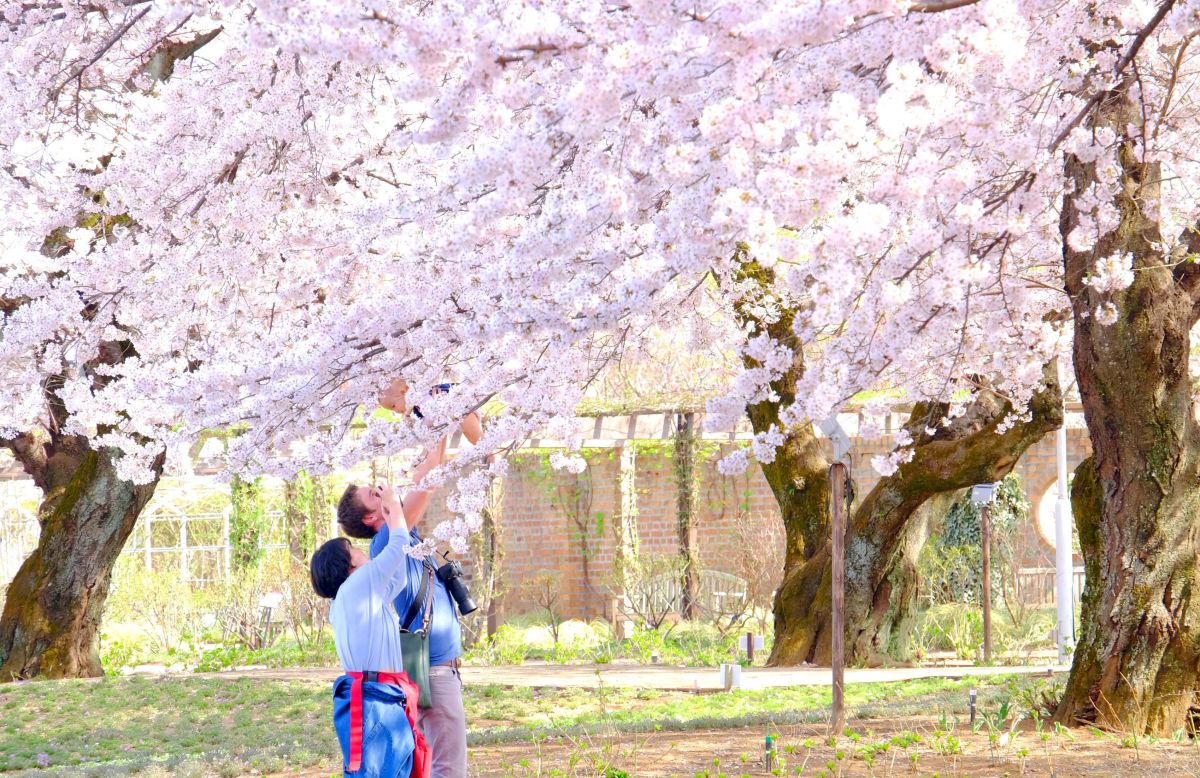 Happy Spring Day | GANREF