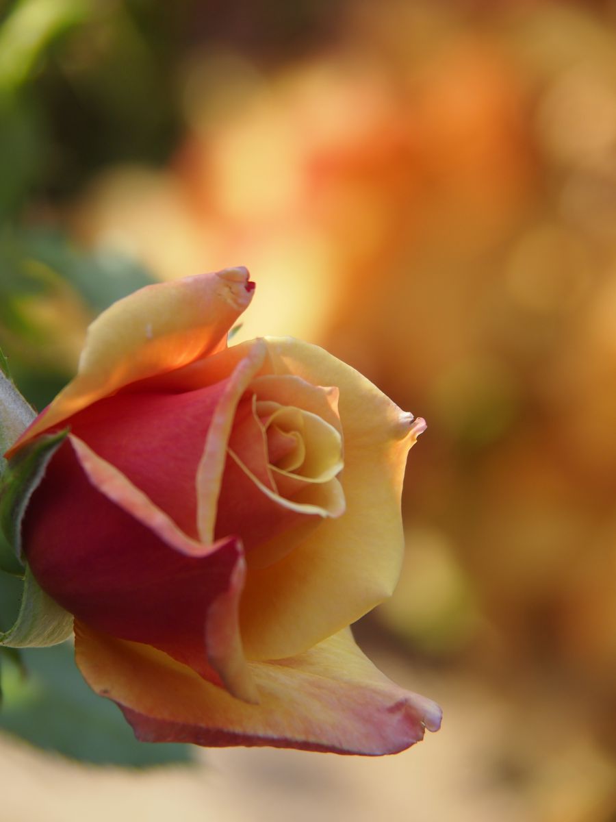 ＊TWO－TONE－COLORのバラ＊ | GANREF