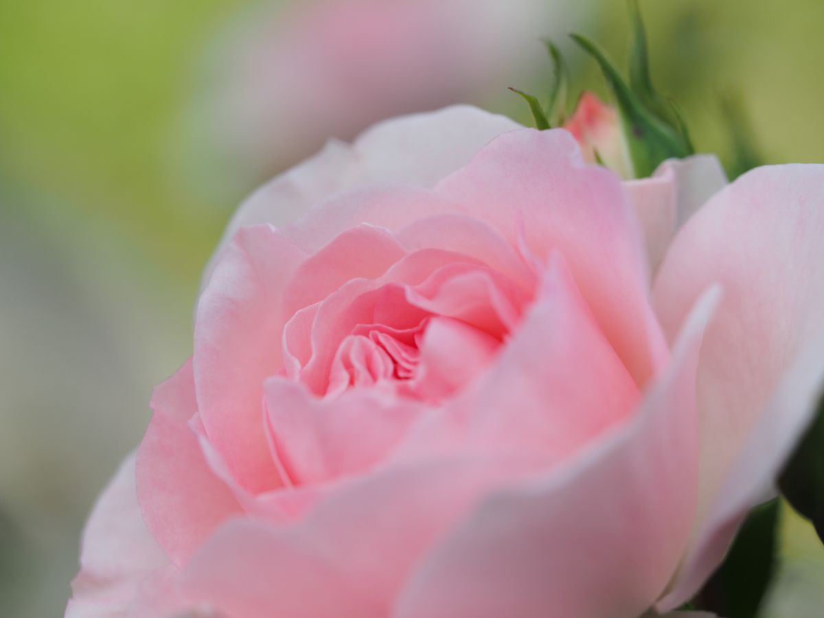 ⁂Graceful⁂ | GANREF