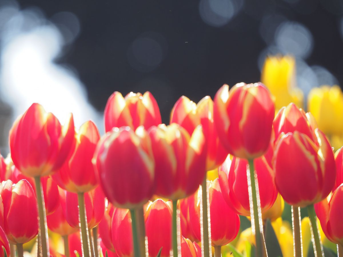 ☆SWING☆ | GANREF