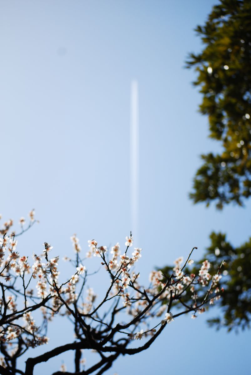 仰ぎ見る♪ | GANREF