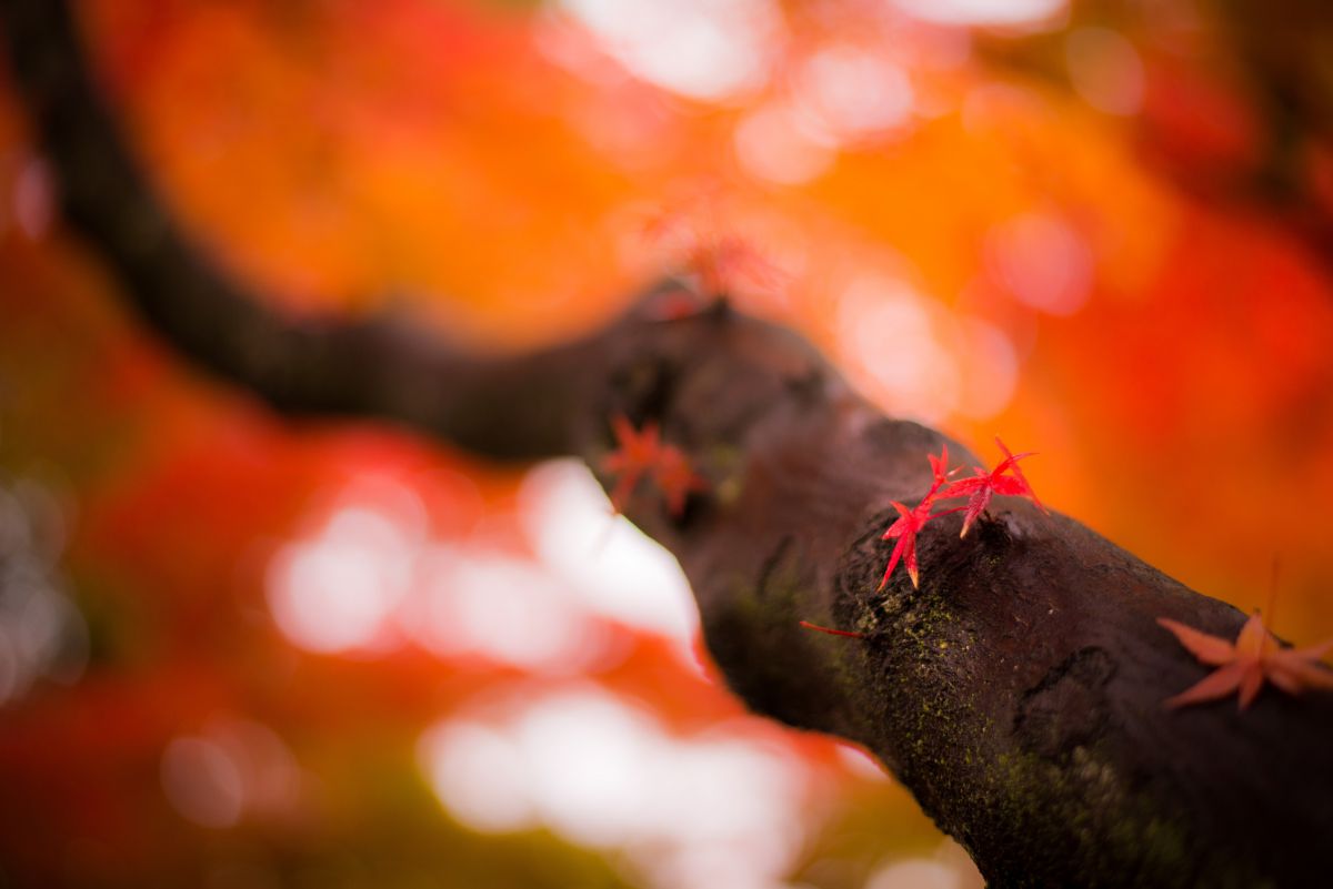 静寂の佇まい | GANREF