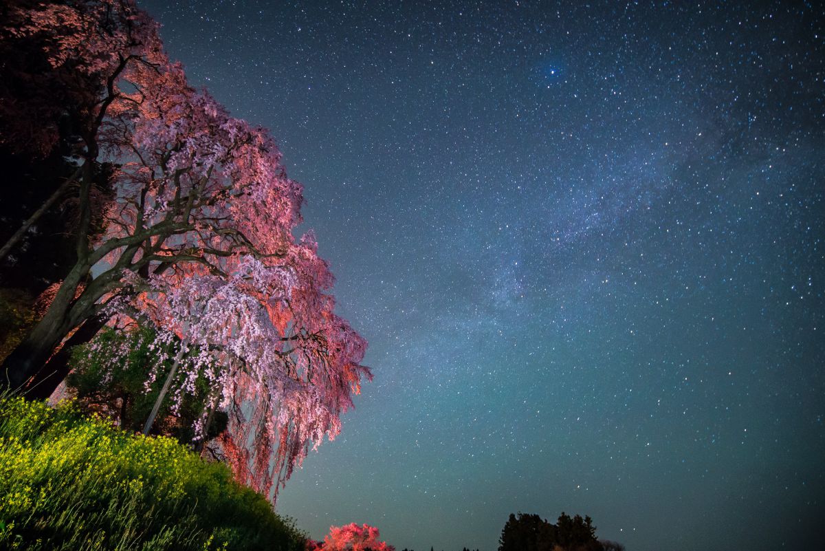 合戦場の枝垂桜 | GANREF