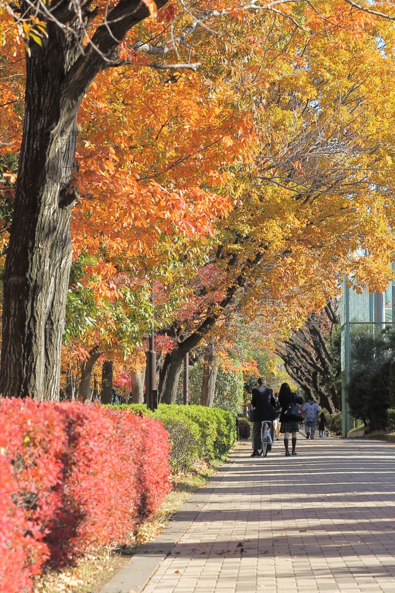 fall in love | GANREF