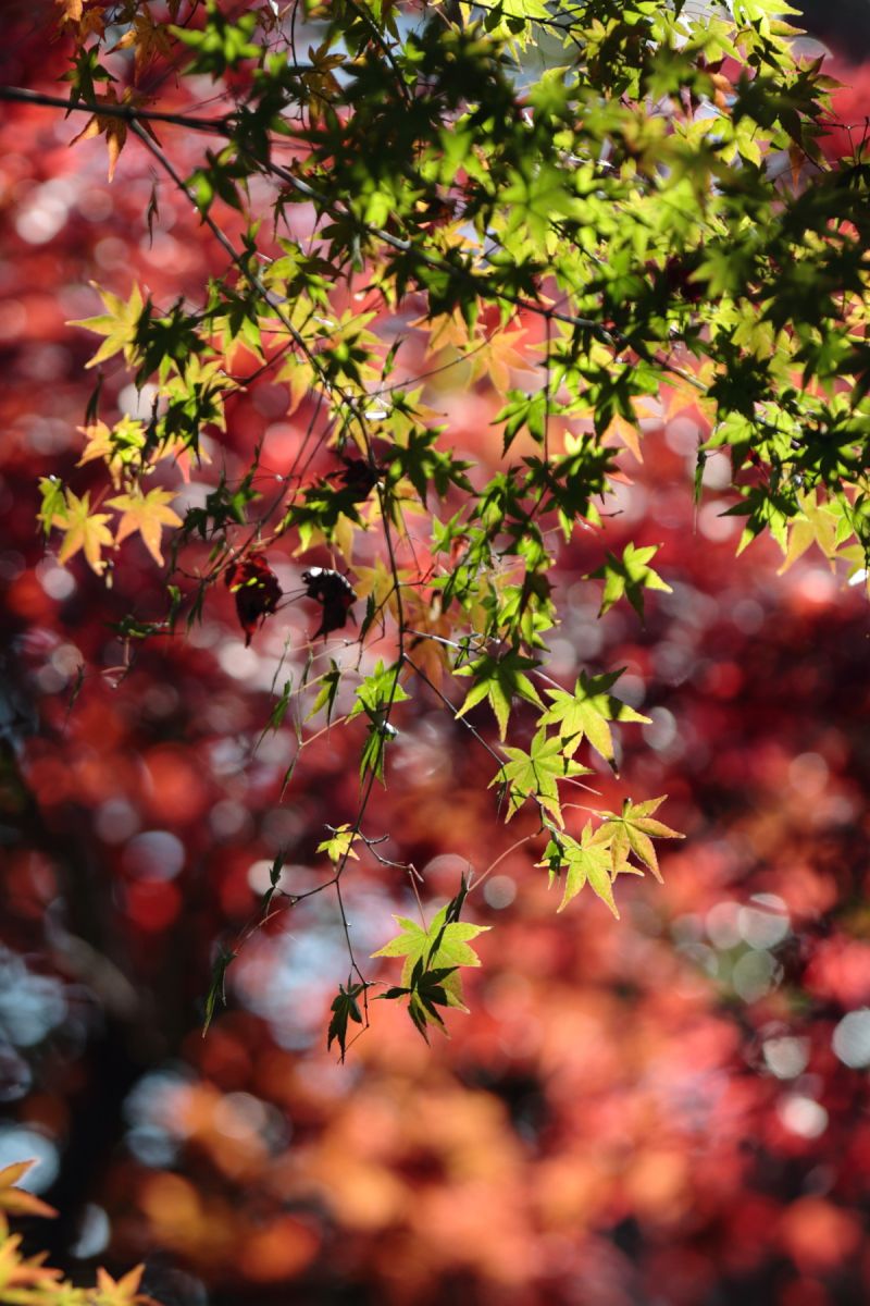 これから | GANREF