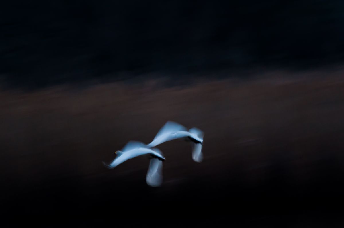 Double tails | GANREF