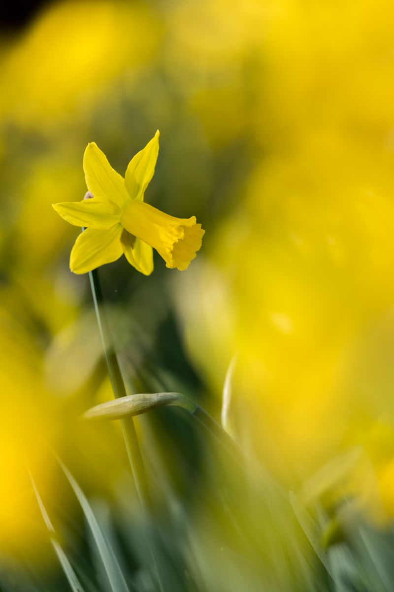 Wrapped in Yellow | GANREF