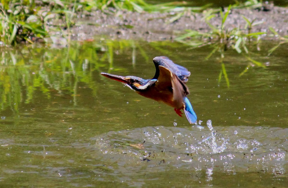 kiss x7でカワセミを03 | GANREF