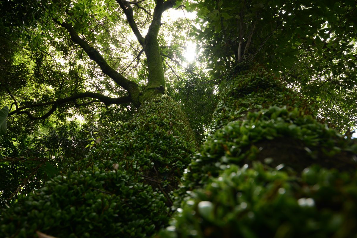 老木と木漏れ日 | GANREF