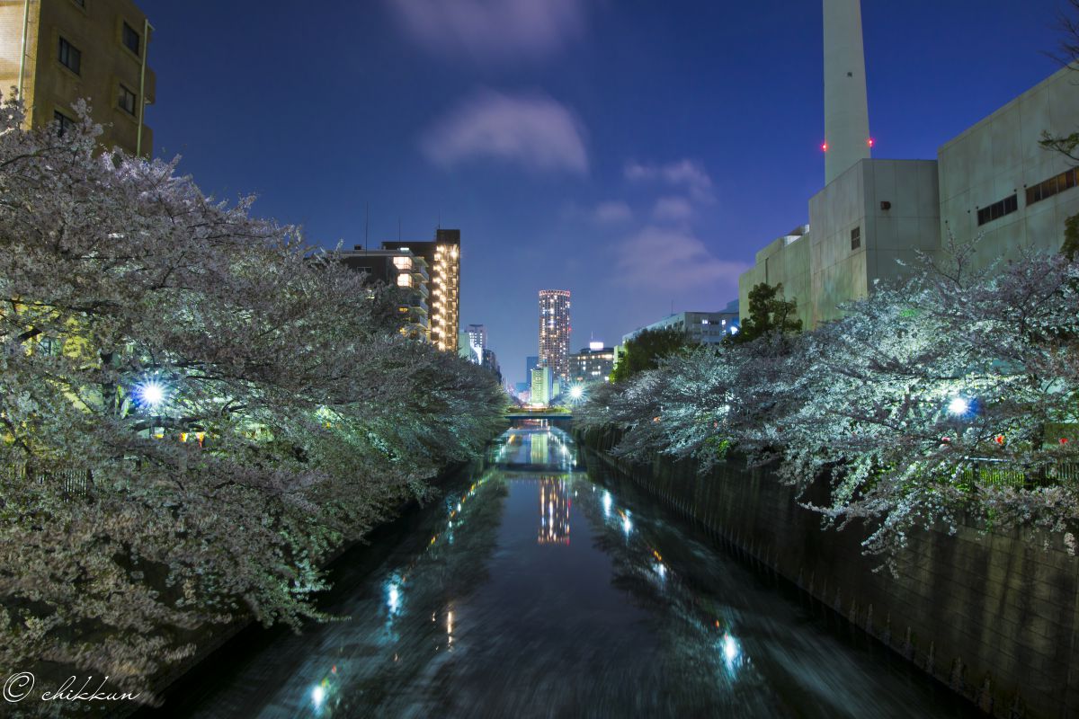 Meguro's Sakura River | GANREF