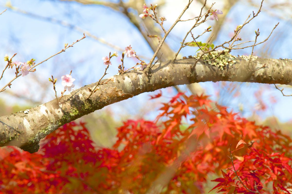 四季桜と紅葉 | GANREF