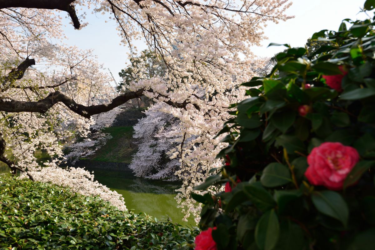 桜（千鳥ヶ淵） | GANREF