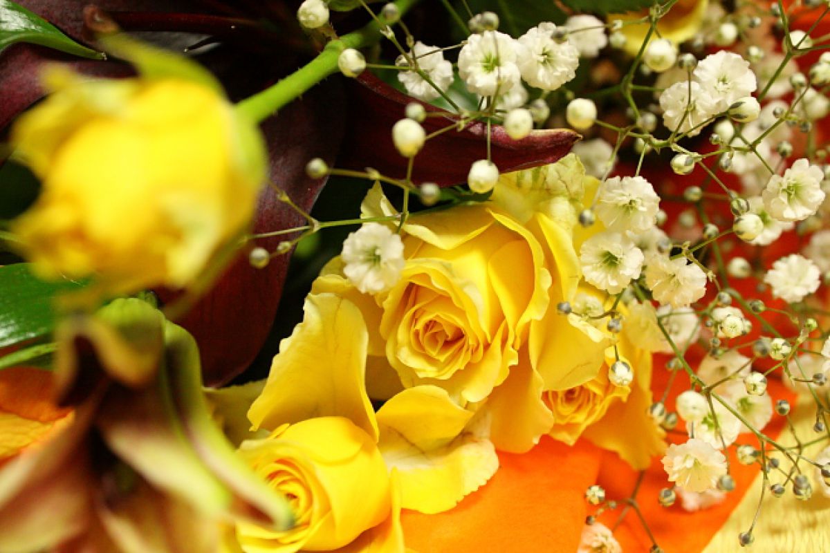 birthday flower | GANREF