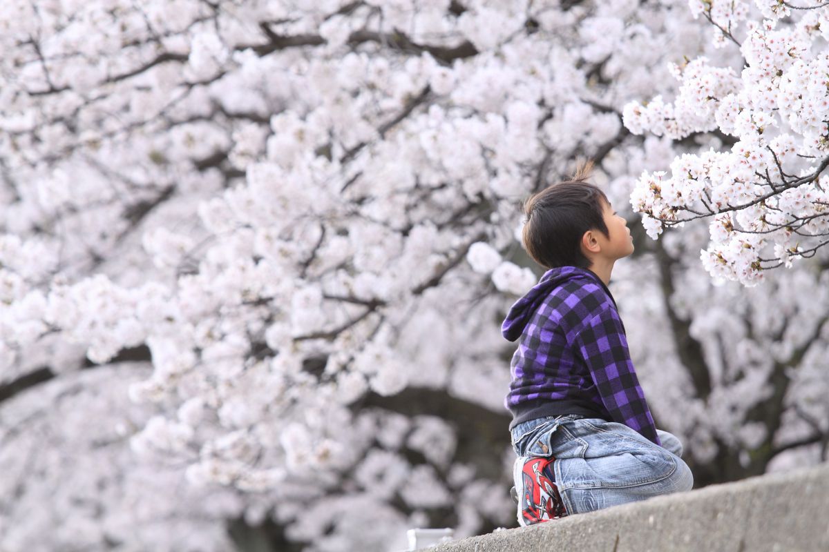 サクラと少年 | GANREF