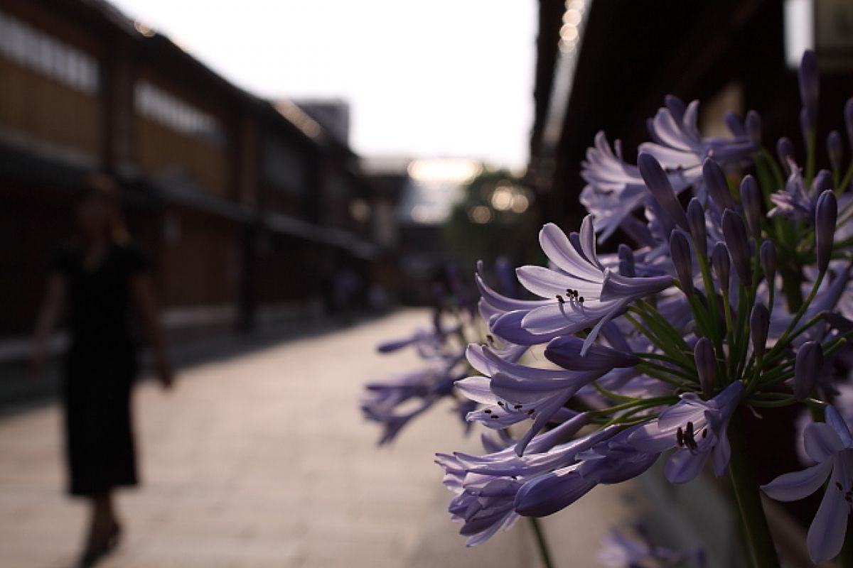 DPP_6789.JPG | GANREF