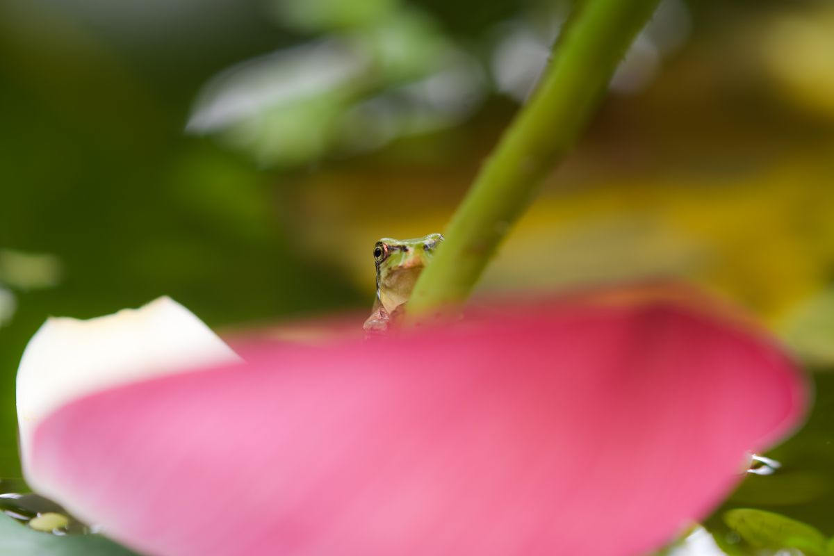 Fun to Lotus！① | GANREF