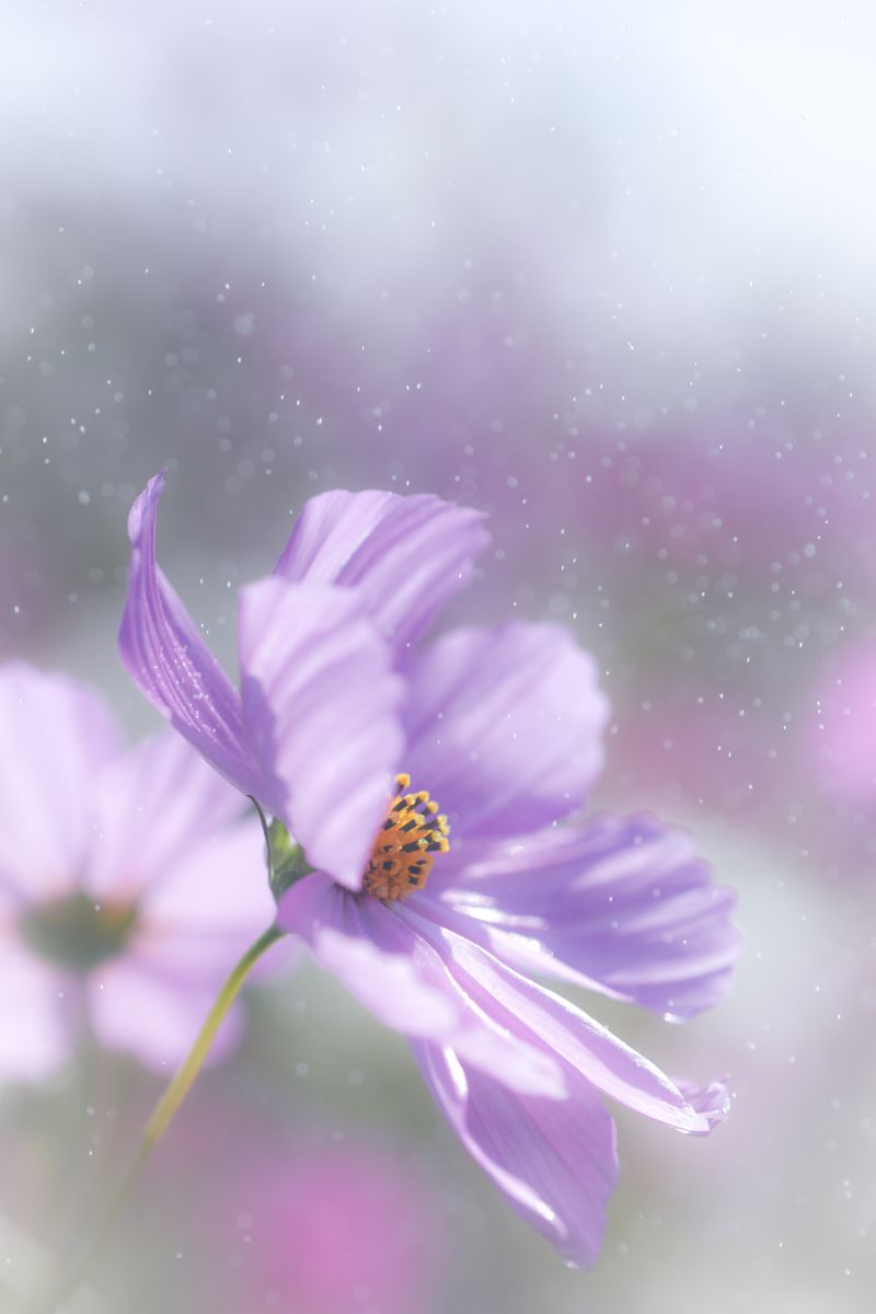 Autumn elegant | GANREF