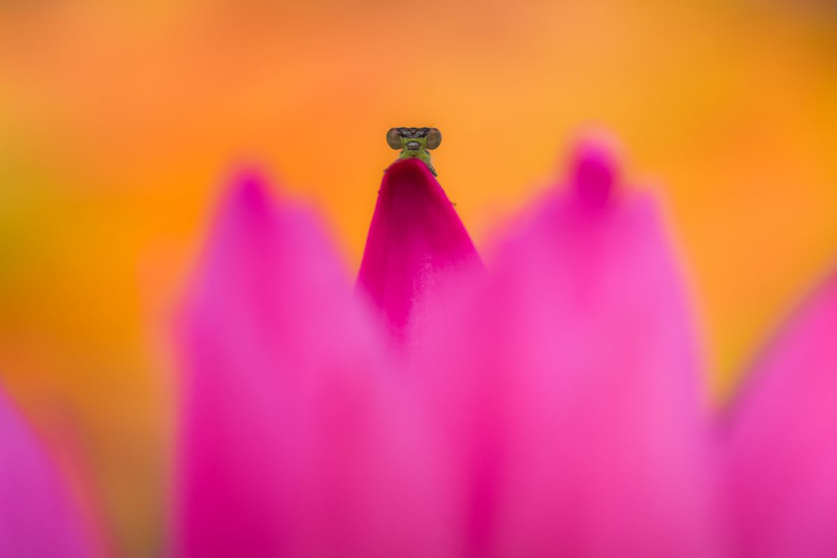 PASTEL TALKING | GANREF