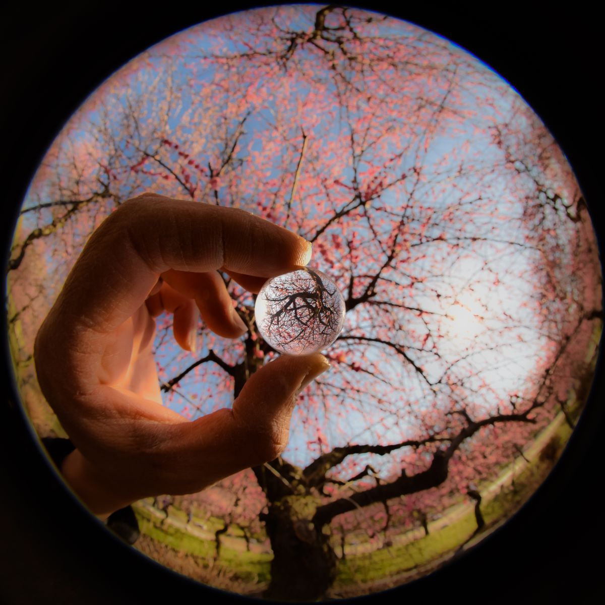 Planet in planet | GANREF