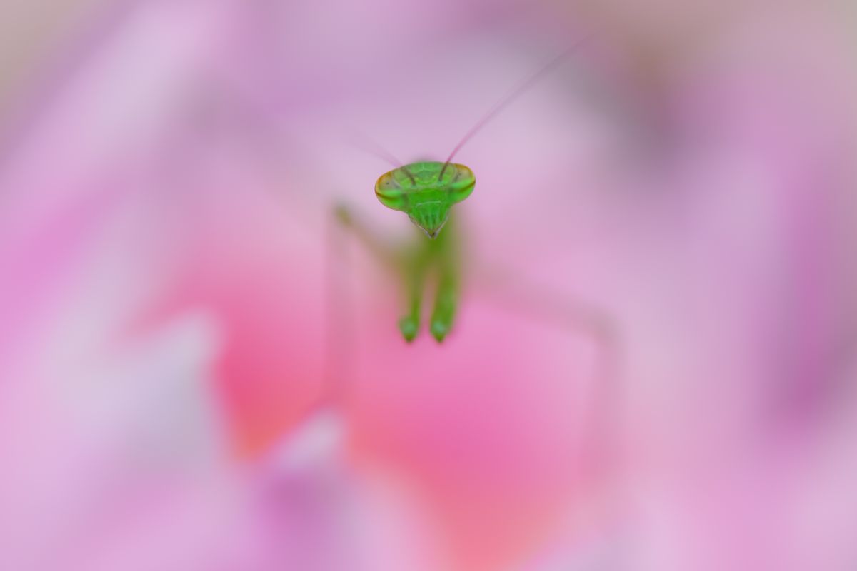 Sweet delta | GANREF