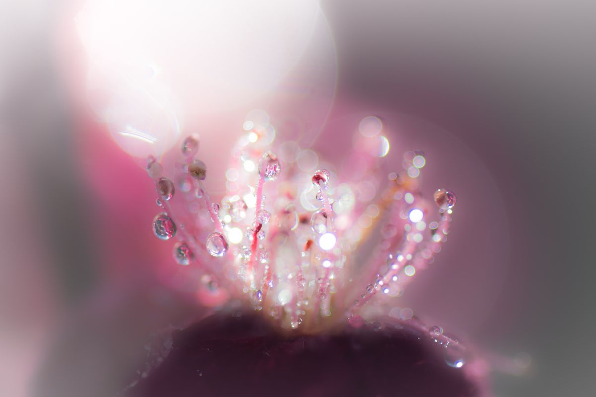 Jewel crown | GANREF