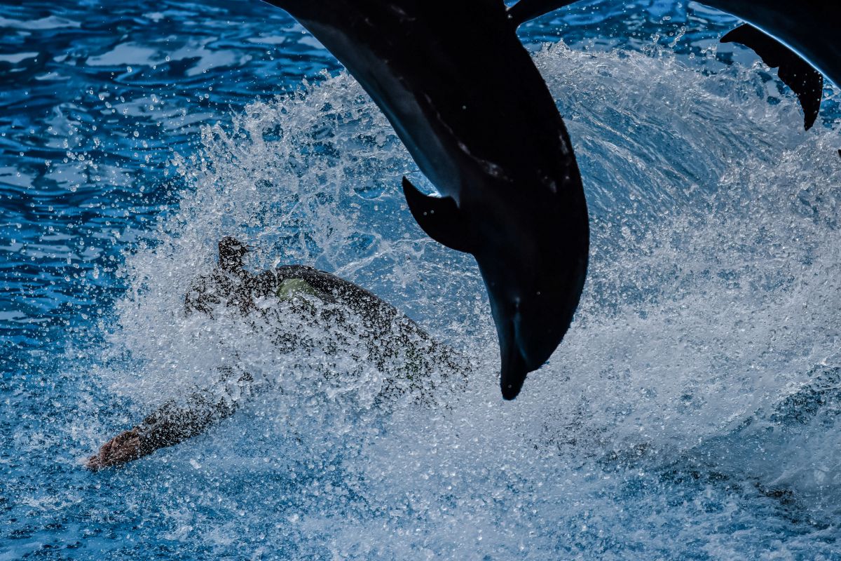 like a dolphin | GANREF